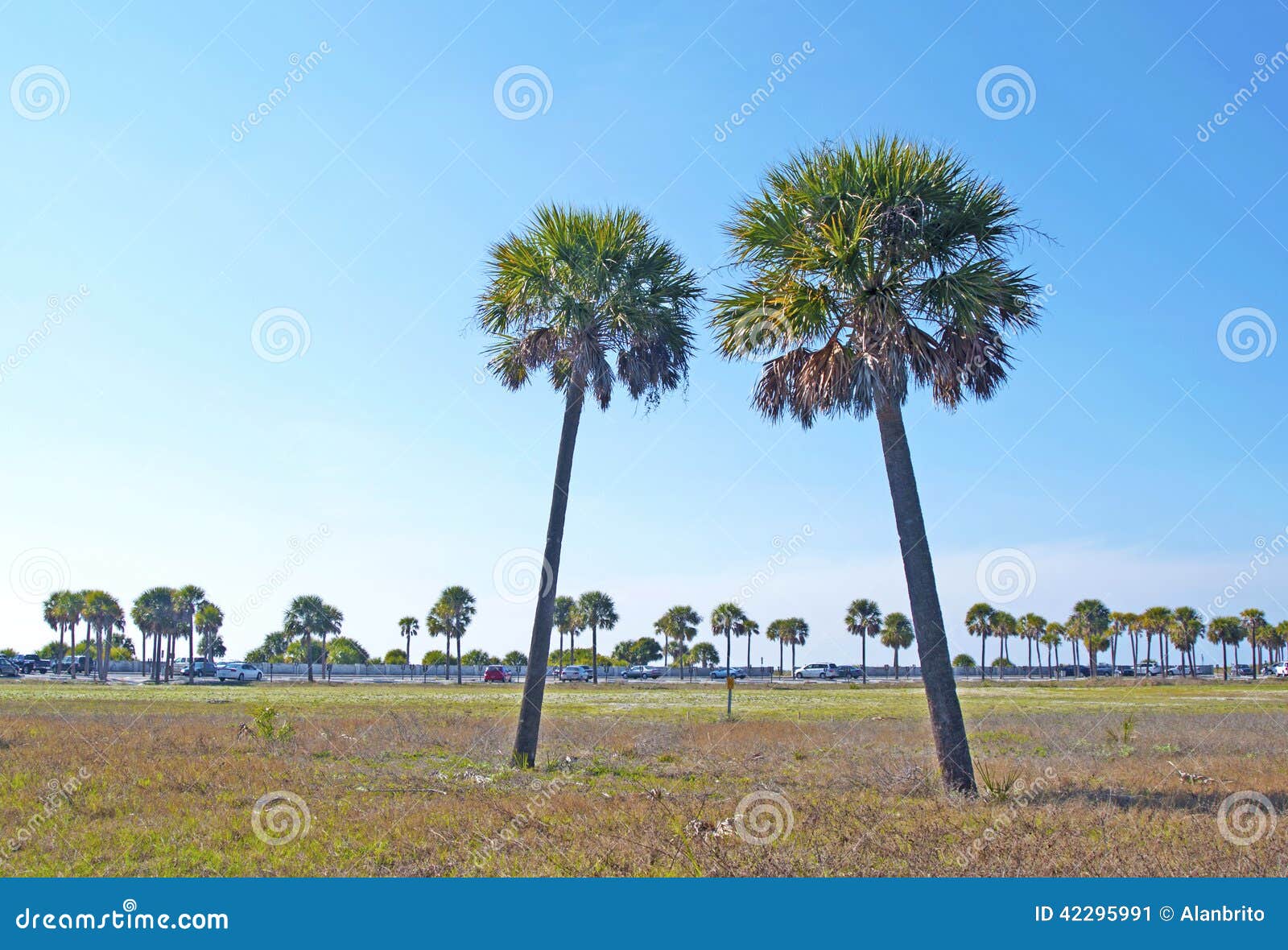 Two palm trees stock image. Image of shade, sand, shadow - 42295991