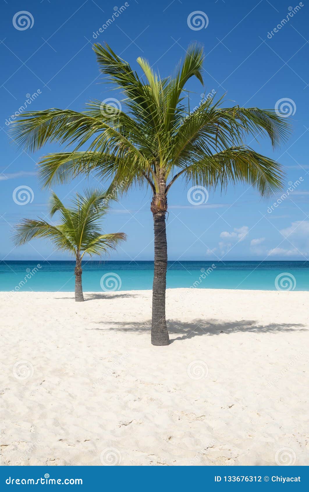 Two Palm Trees on a Sunny Caribbean Beach Stock Photo - Image of waters ...