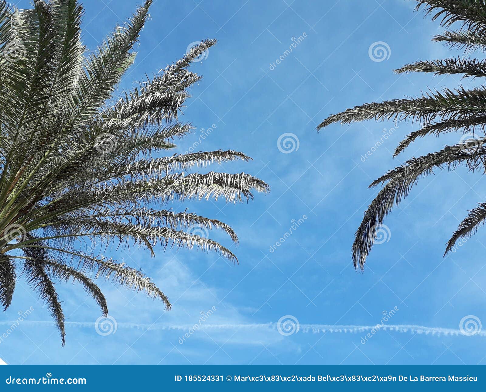 Two Palm Trees Texture with a Blue Sky Background. Minimal Travel ...