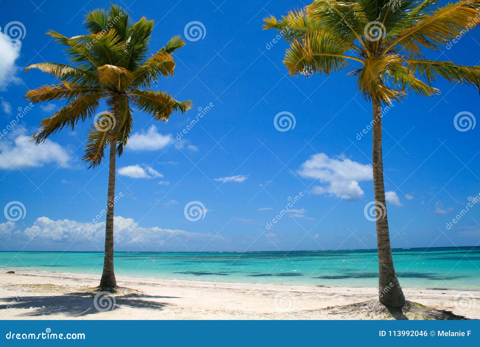 Two Palm Trees on Tropical Beach Stock Photo - Image of island ...