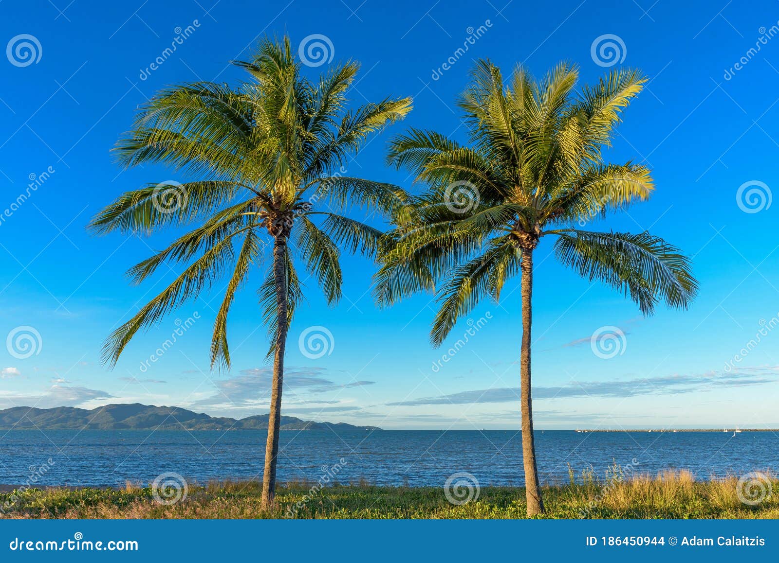 Two Palm Trees on a Tropical Beach Stock Photo - Image of australia ...