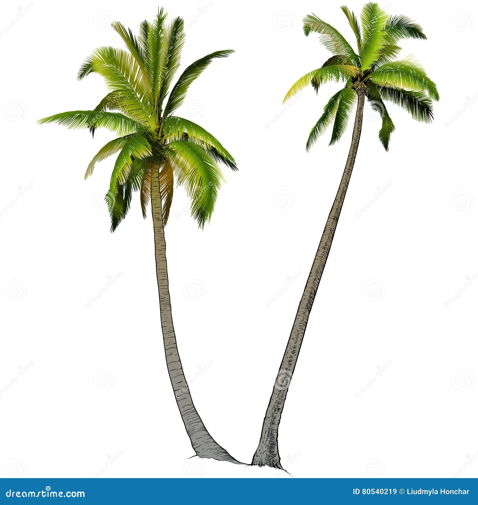 Two palm trees, stock vector. Illustration of green, palm - 80540219