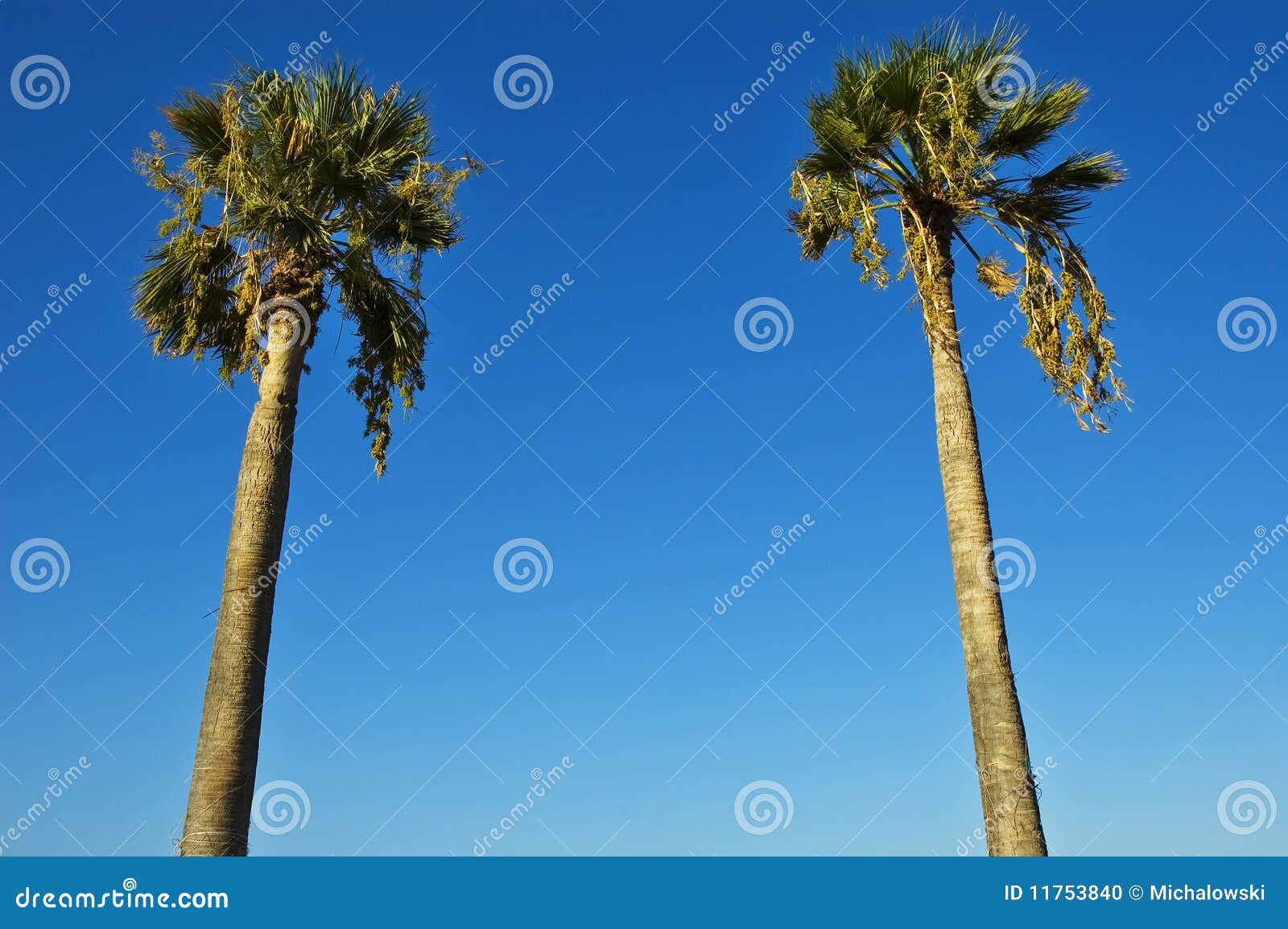 Two palms stock photo. Image of flora, palm, tropics - 11753840