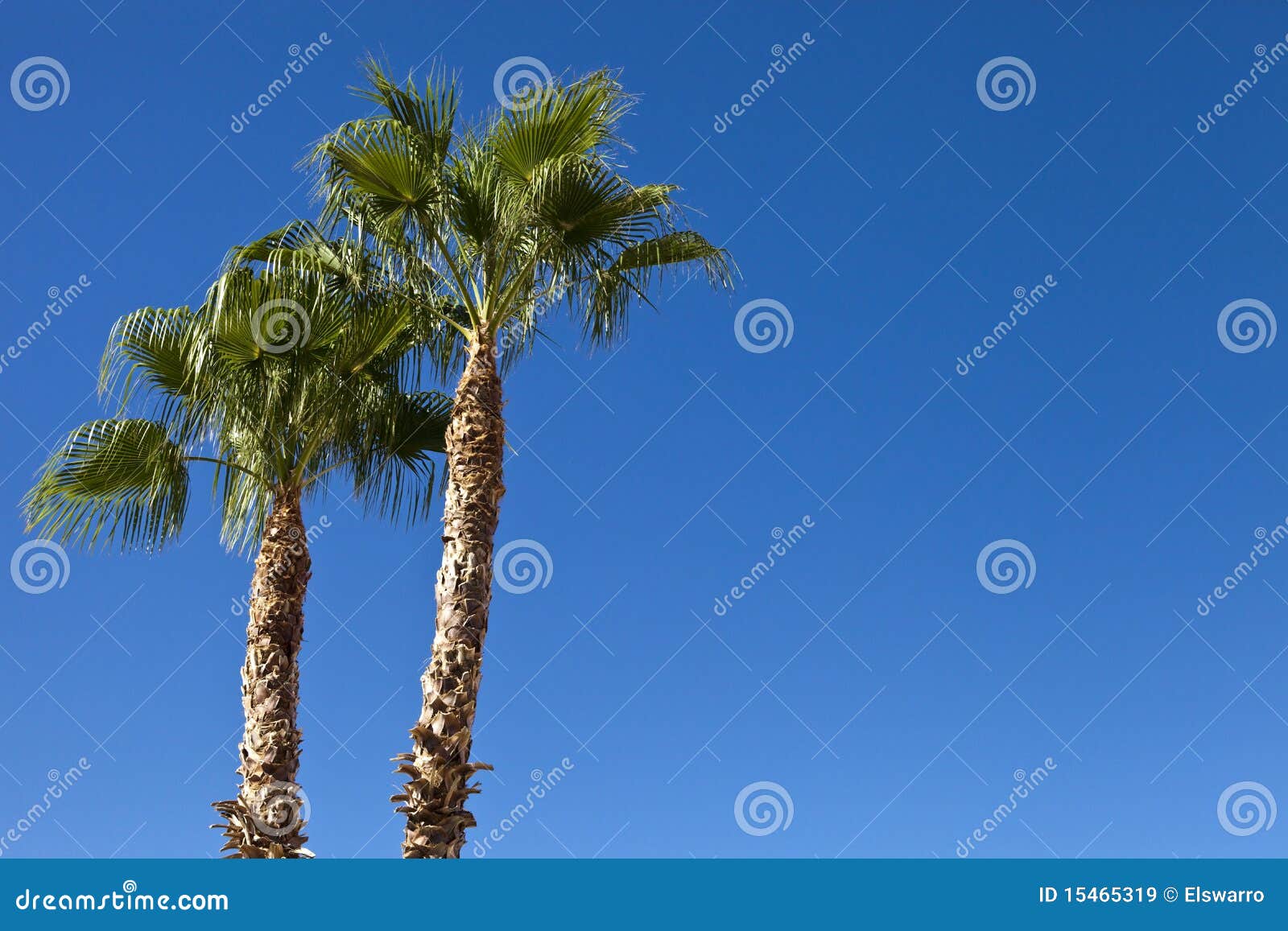 Two Palms stock image. Image of calm, lagoon, ocean, beautiful - 15465319