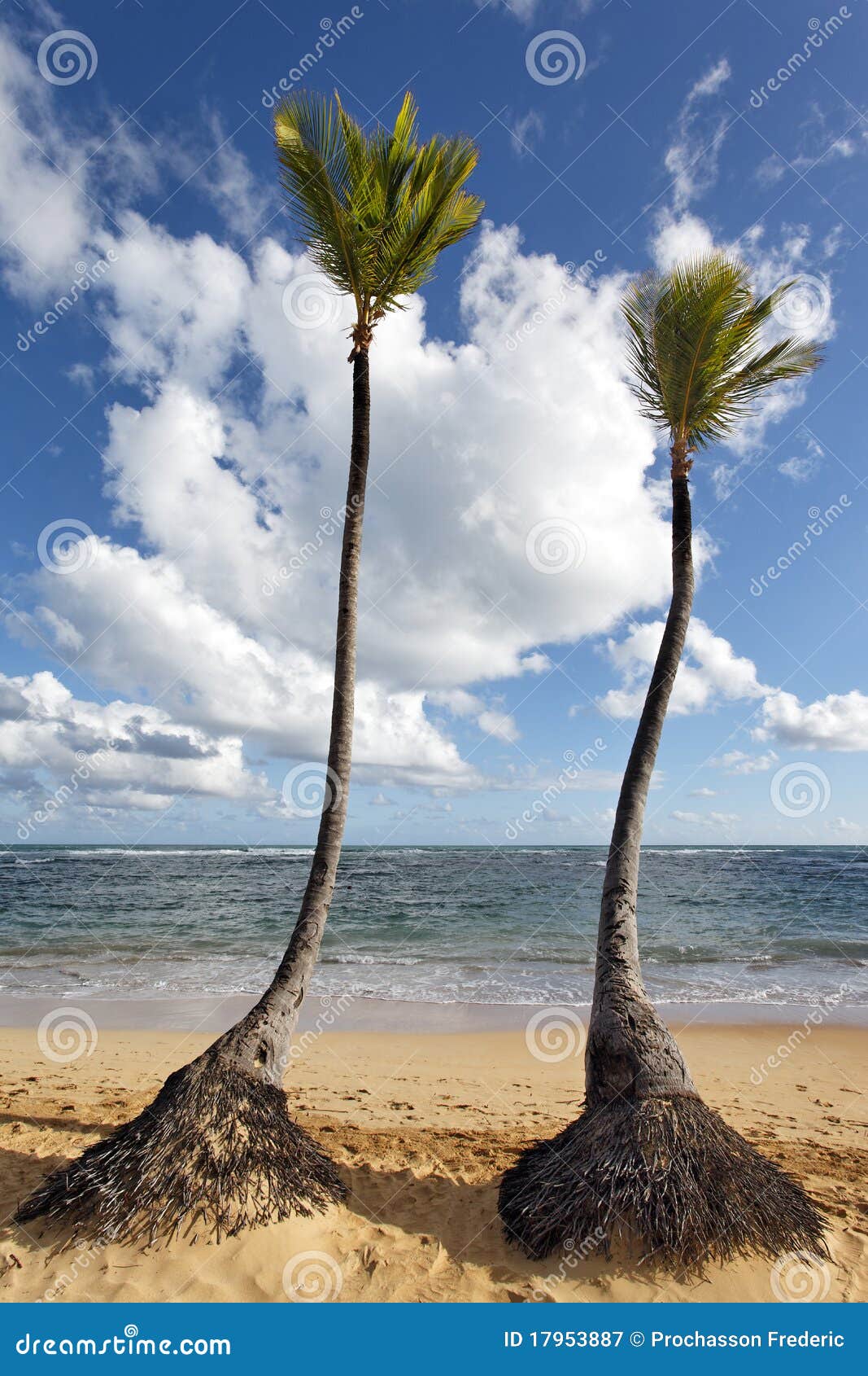 Two palms stock image. Image of exotic, ocean, commonwealth - 17953887