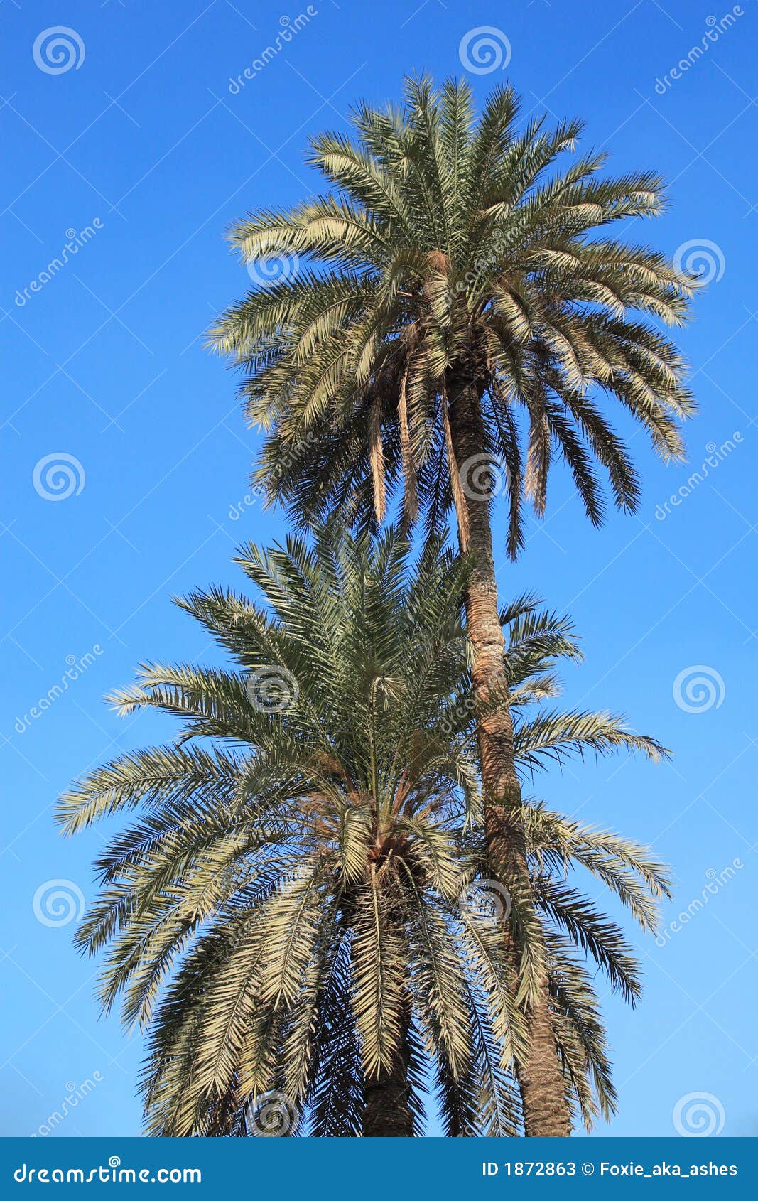 Two palms stock image. Image of holiday, blue, journey - 1872863