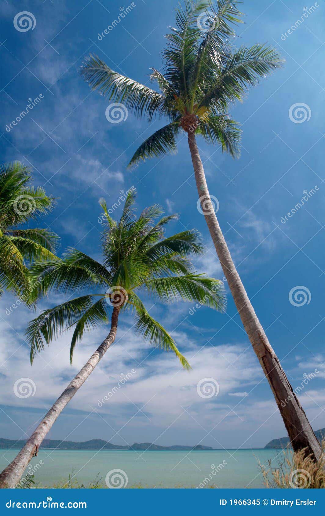 Two palms stock image. Image of bliss, leaves, palm, coast - 1966345