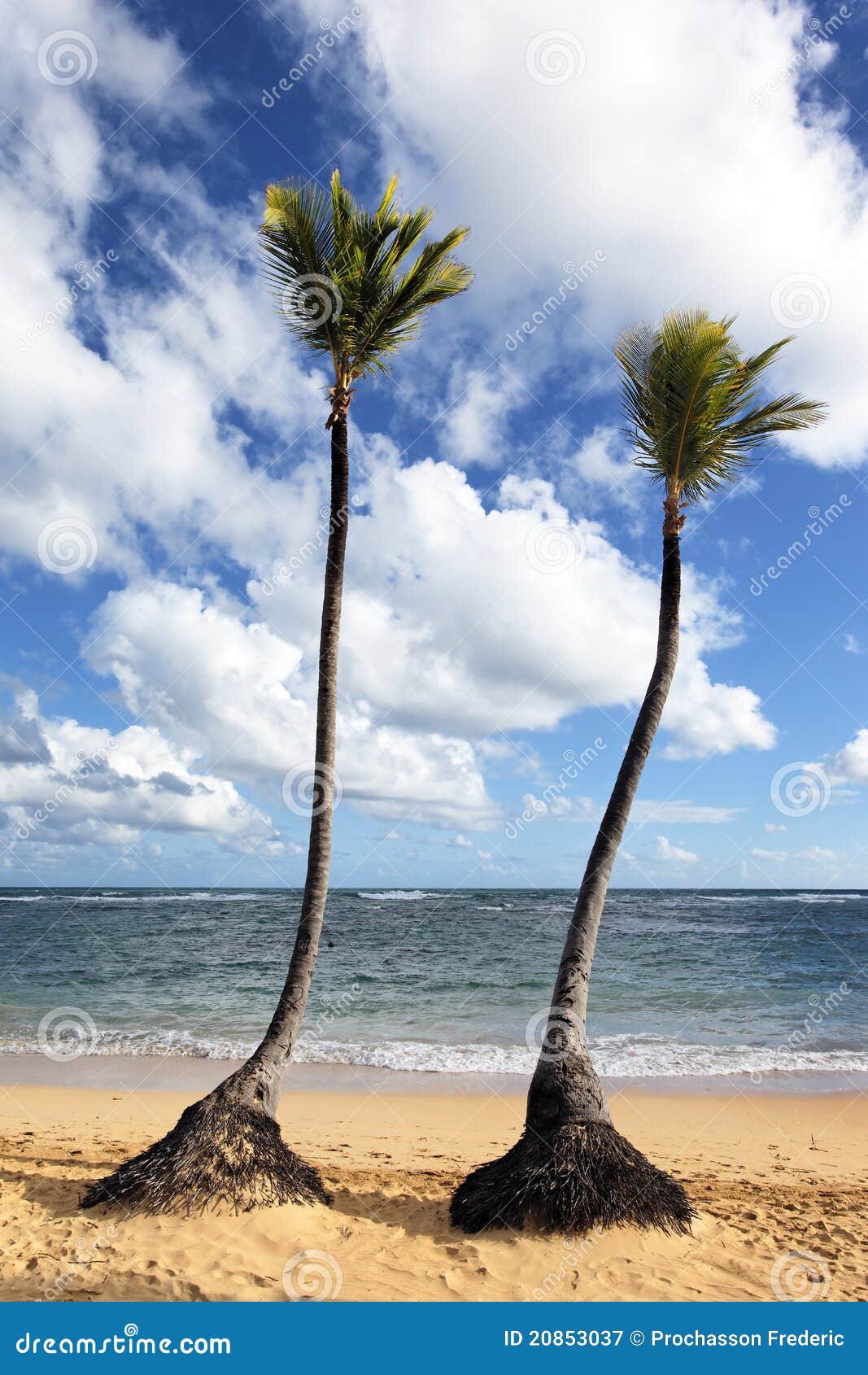 Two palms stock image. Image of wave, sand, tropics, paradise - 20853037