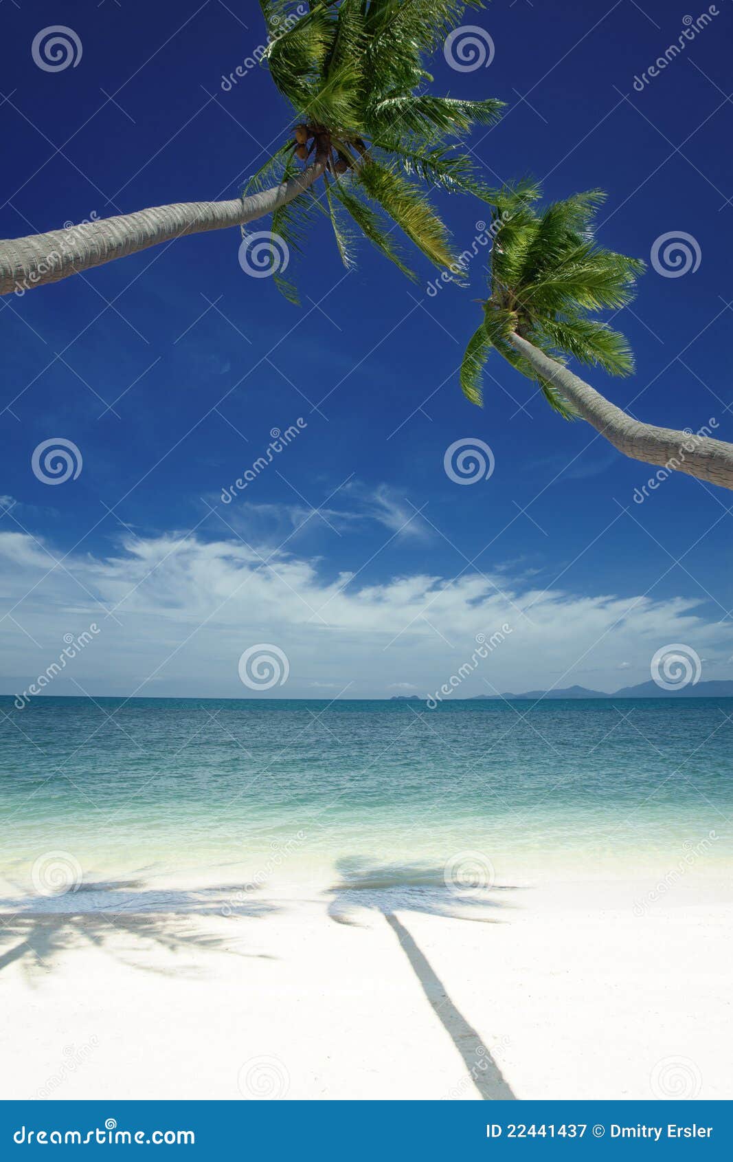 Two palms stock image. Image of plant, island, bliss - 22441437