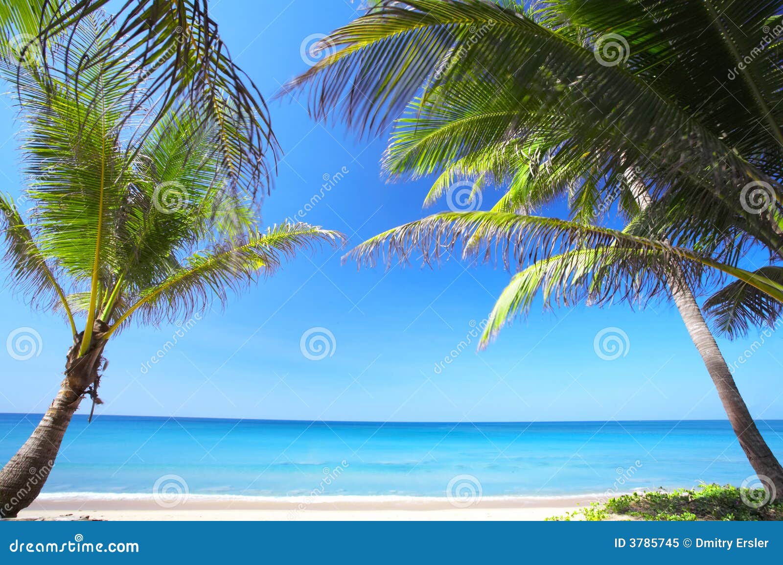 Two palms stock image. Image of nature, plage, resort - 3785745