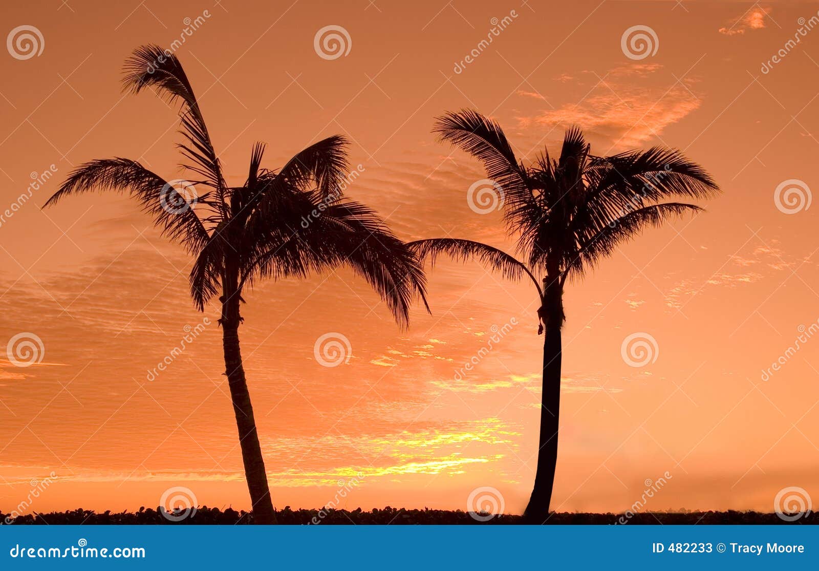 Two palms stock image. Image of nature, alike, tropical - 482233