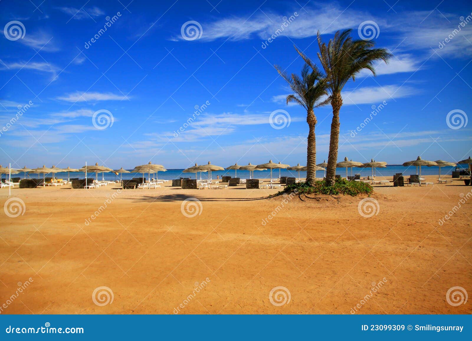 Two palms on the beach stock image. Image of blue, landscape - 23099309