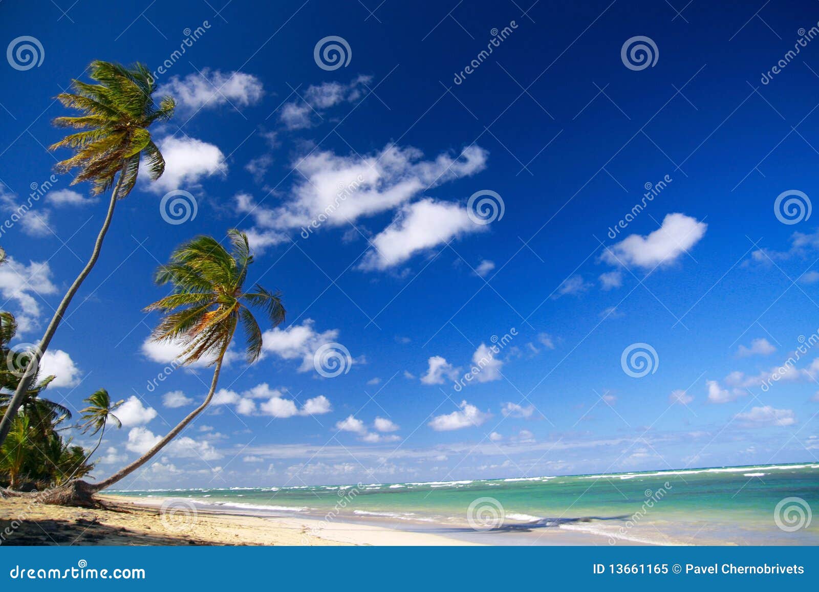 Two Palms on Caribbean Beach Stock Image - Image of tropical, tropic ...