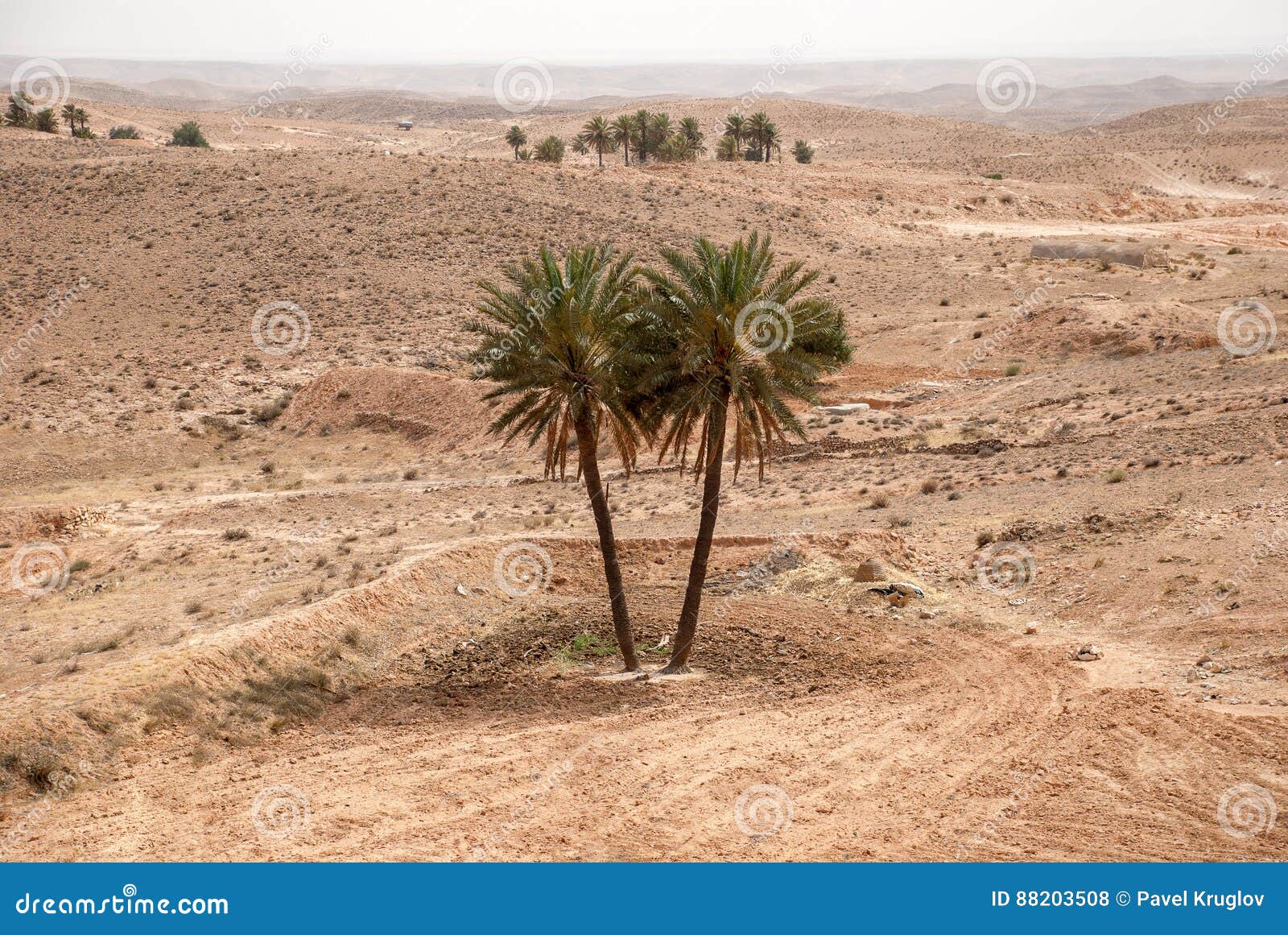 Two palms in the desert stock photo. Image of horizontal - 88203508