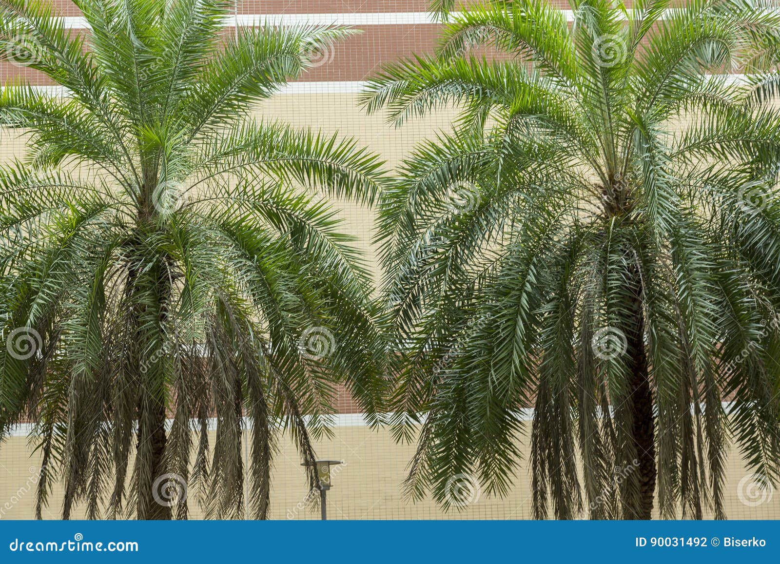 Two palms stock photo. Image of tree, palm, calm, tranquil - 90031492