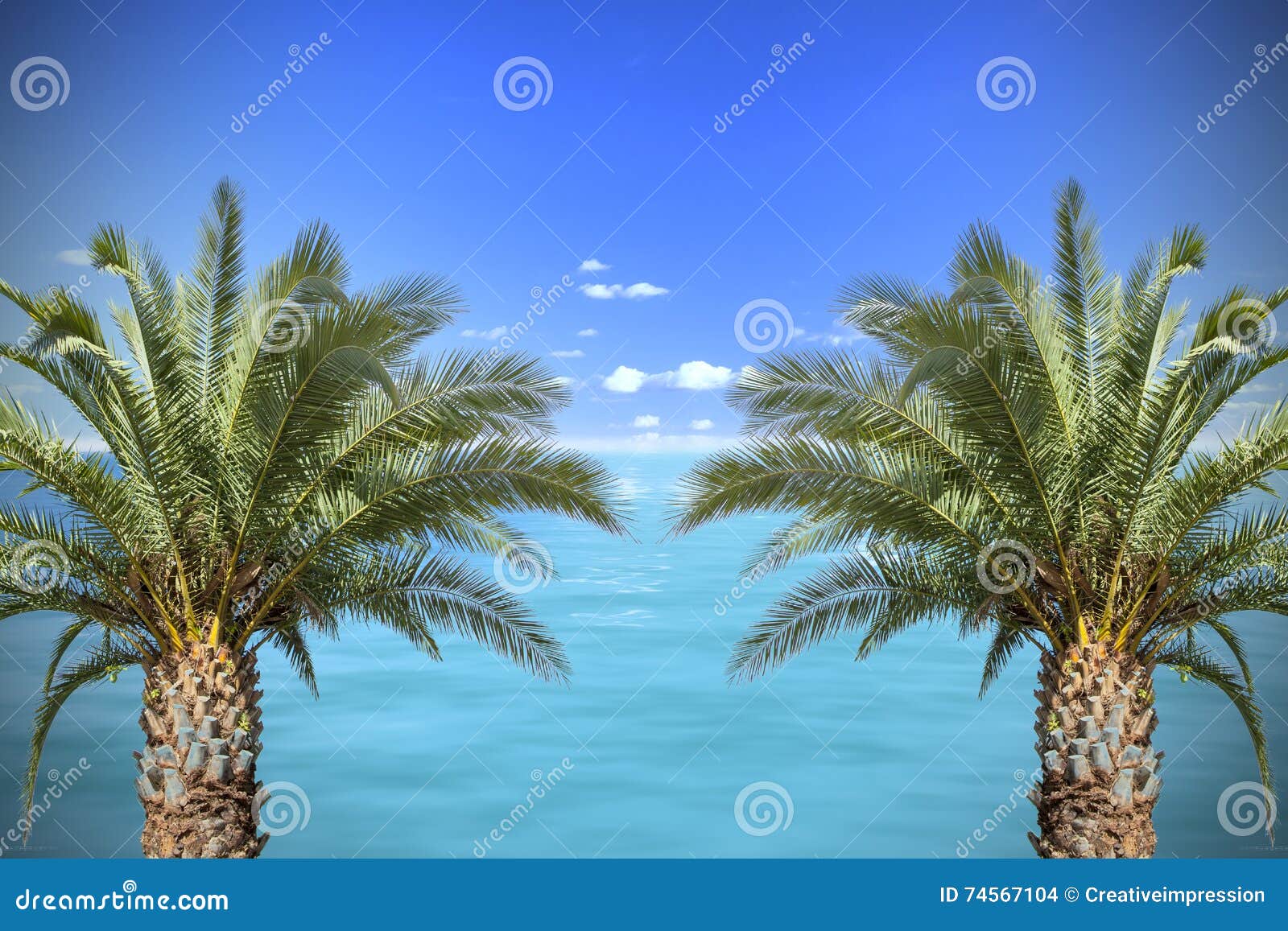 Two palms at sea stock photo. Image of ocean, palm, plant - 74567104
