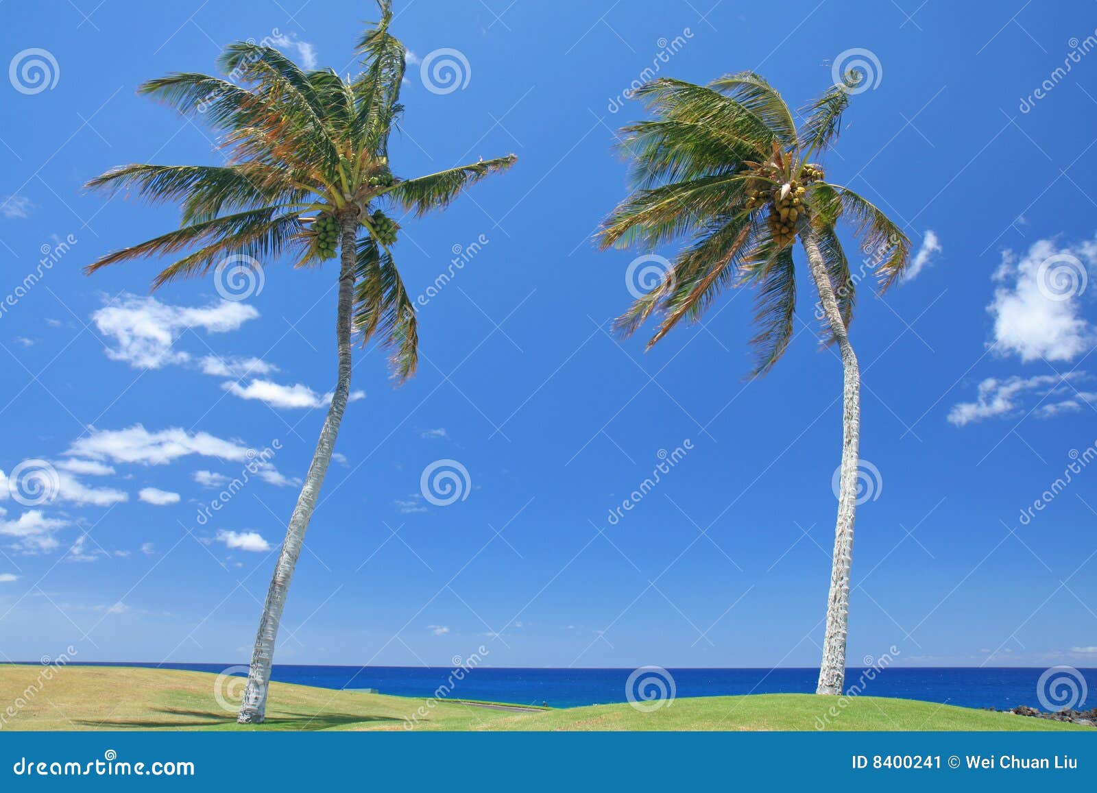 Two Palms Trees at the Beach Stock Image - Image of paradise, coast ...