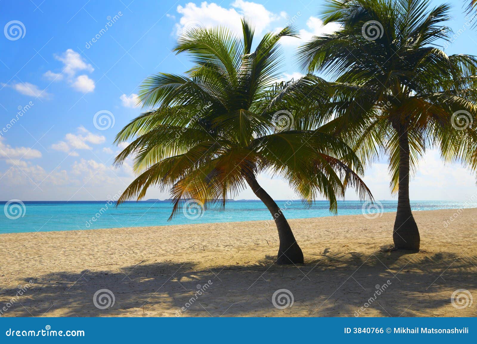 Two Palms are on a Tropical Beach Stock Photo - Image of oasis, escape ...