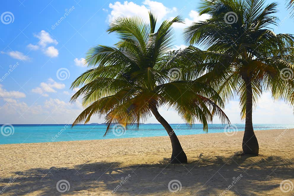 Two Palms are on a Tropical Beach Stock Photo - Image of oasis, escape ...