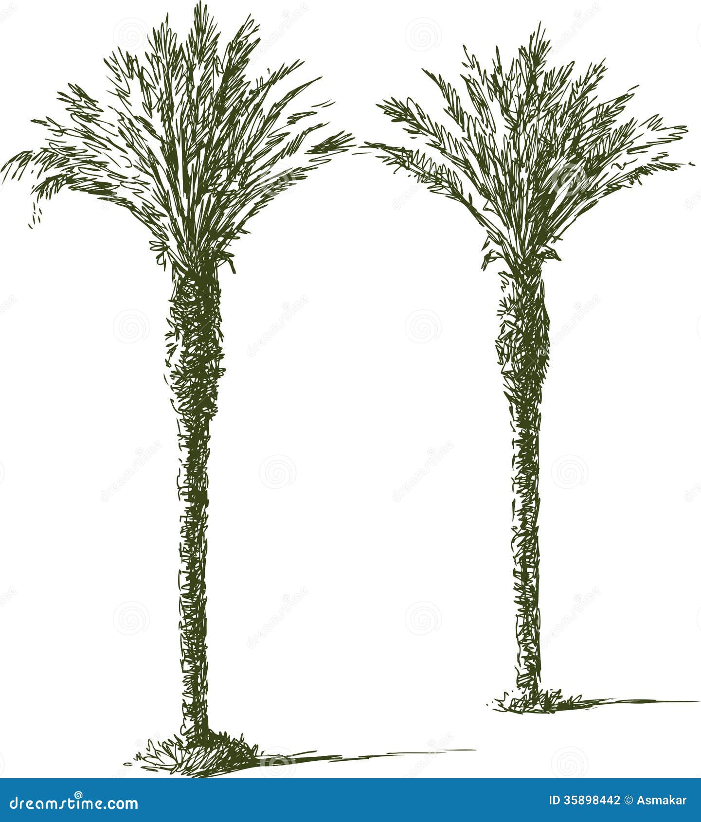 Two palms stock vector. Illustration of flora, foliage - 35898442