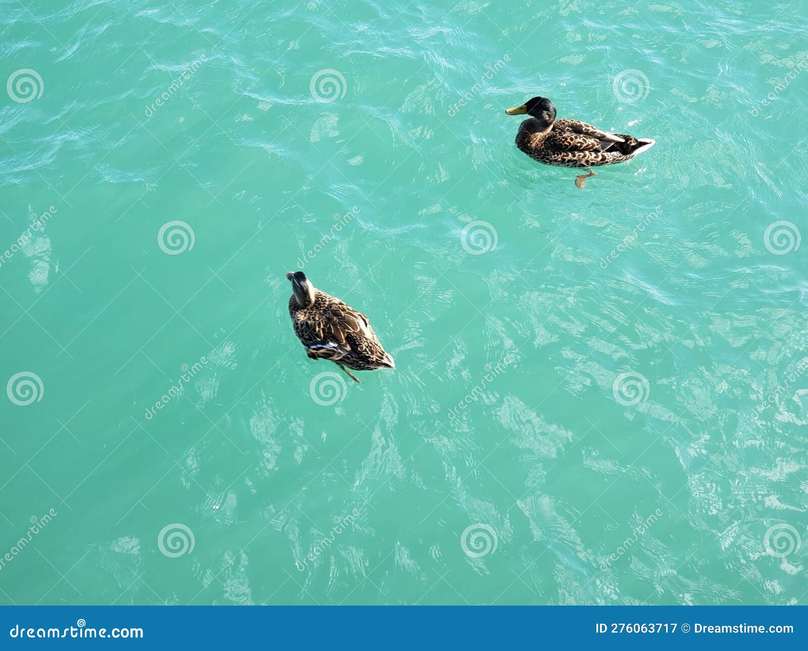 Two Pals in a Lake stock image. Image of pals, lake - 276063717