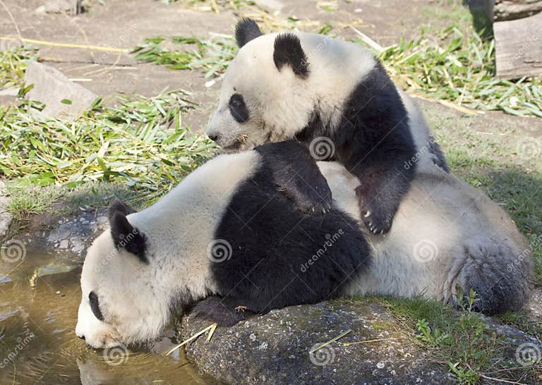Two panda bears stock photo. Image of drinking, wild - 24647842