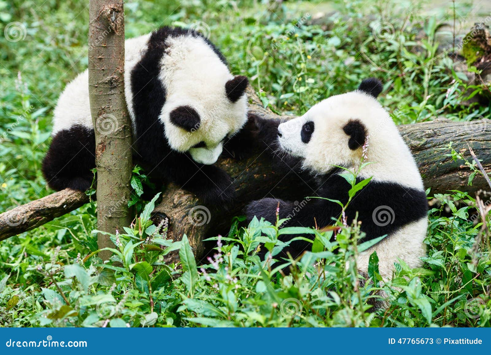 Two Panda Bears Cubs Playing Sichuan China Stock Image - Image of bear ...