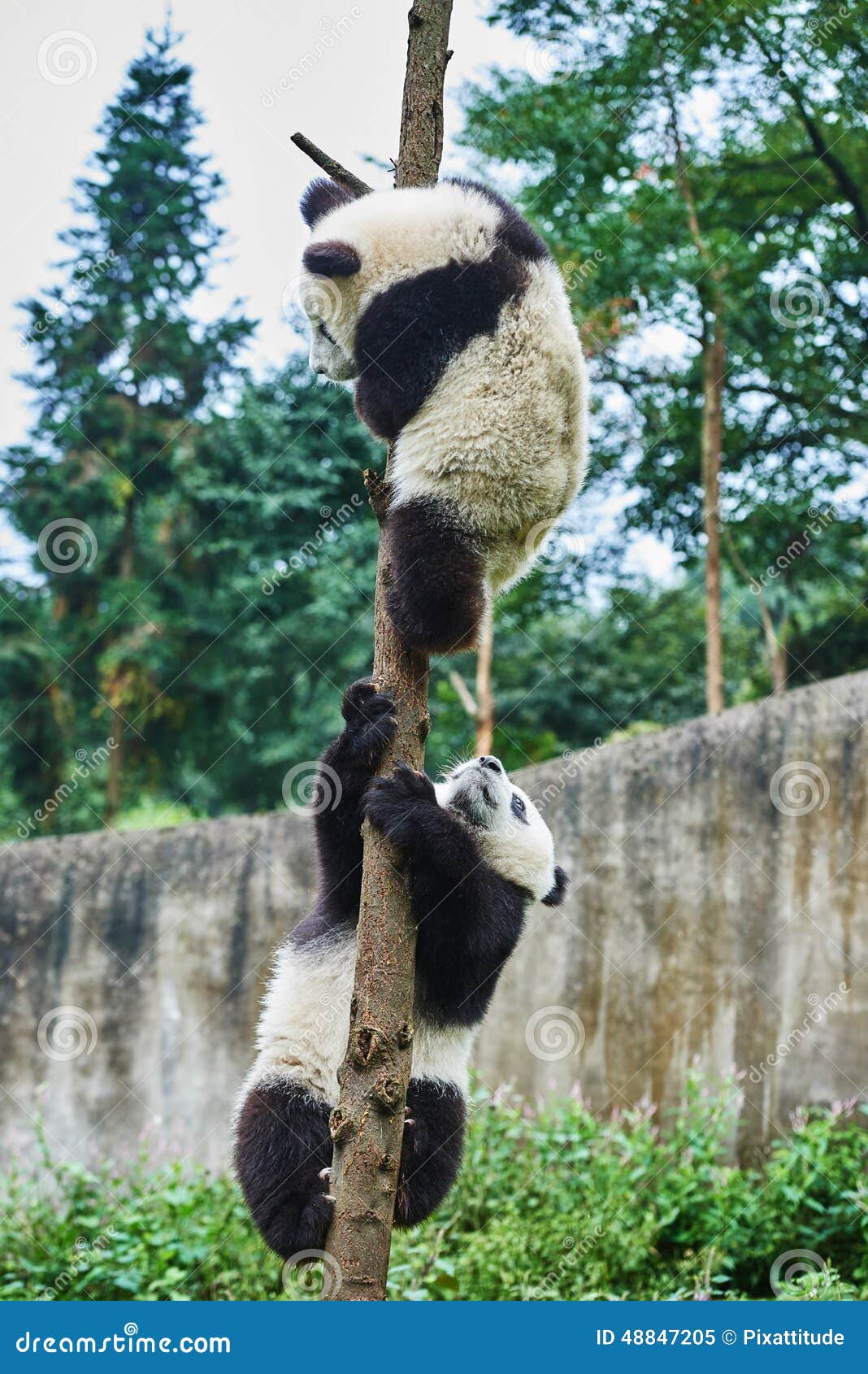 Two Panda Bears Cubs Playing Sichuan China Stock Image - Image of ...