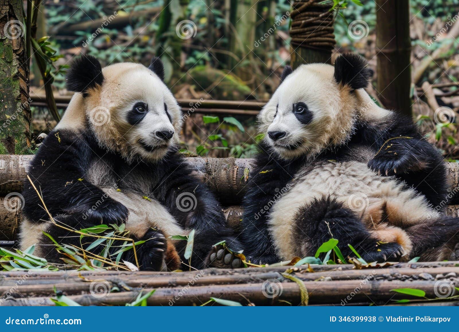 Two Panda Bears Sitting Side by Side in a Natural Habitat Stock Photo ...