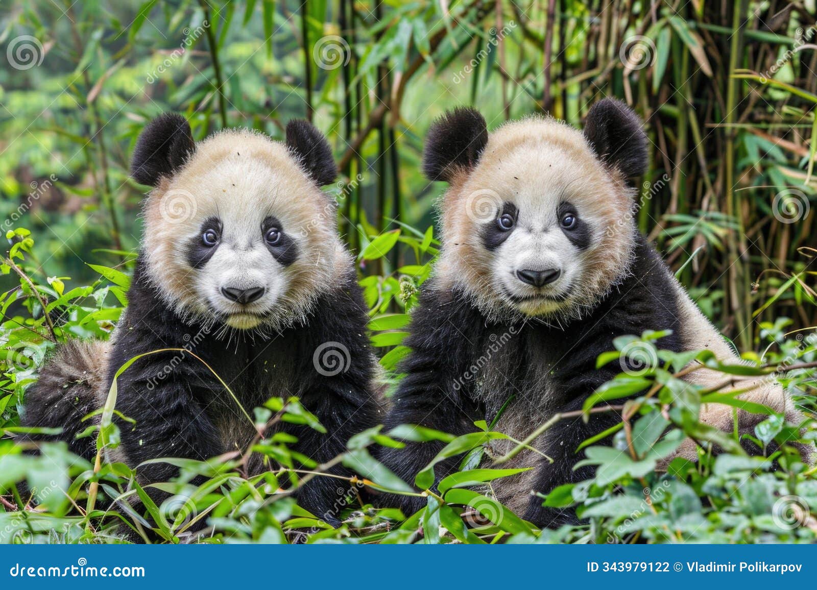 Two Panda Bears Sitting on a Tree Branch in a Lush Green Forest Stock ...