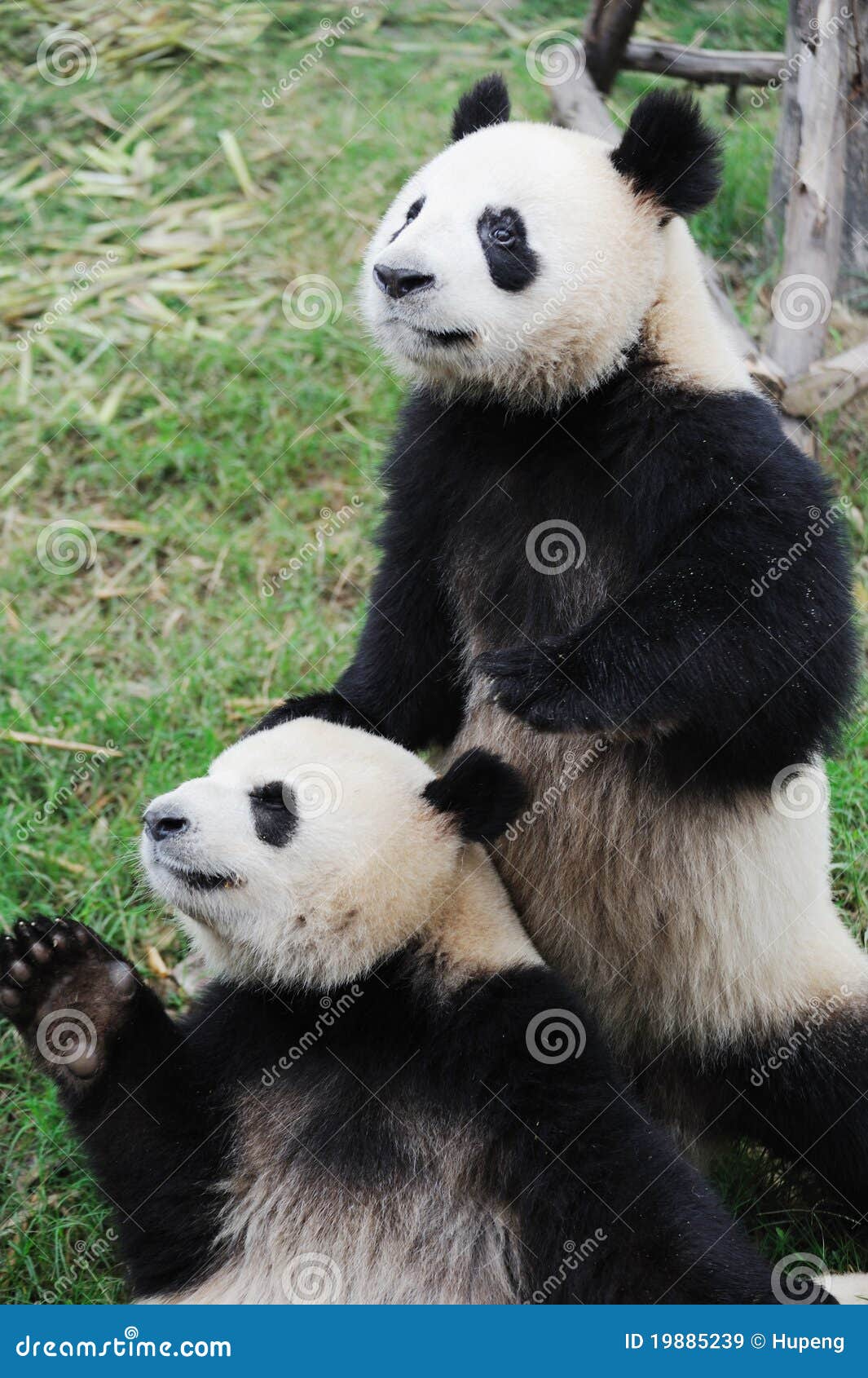 Two pandas stock image. Image of animals, base, china - 19885239