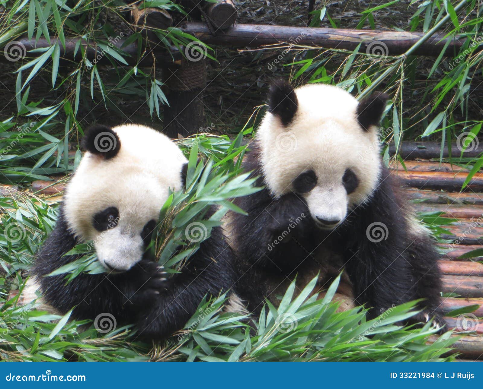 Two Pandas stock photo. Image of black, mammals, brotherhood - 33221984