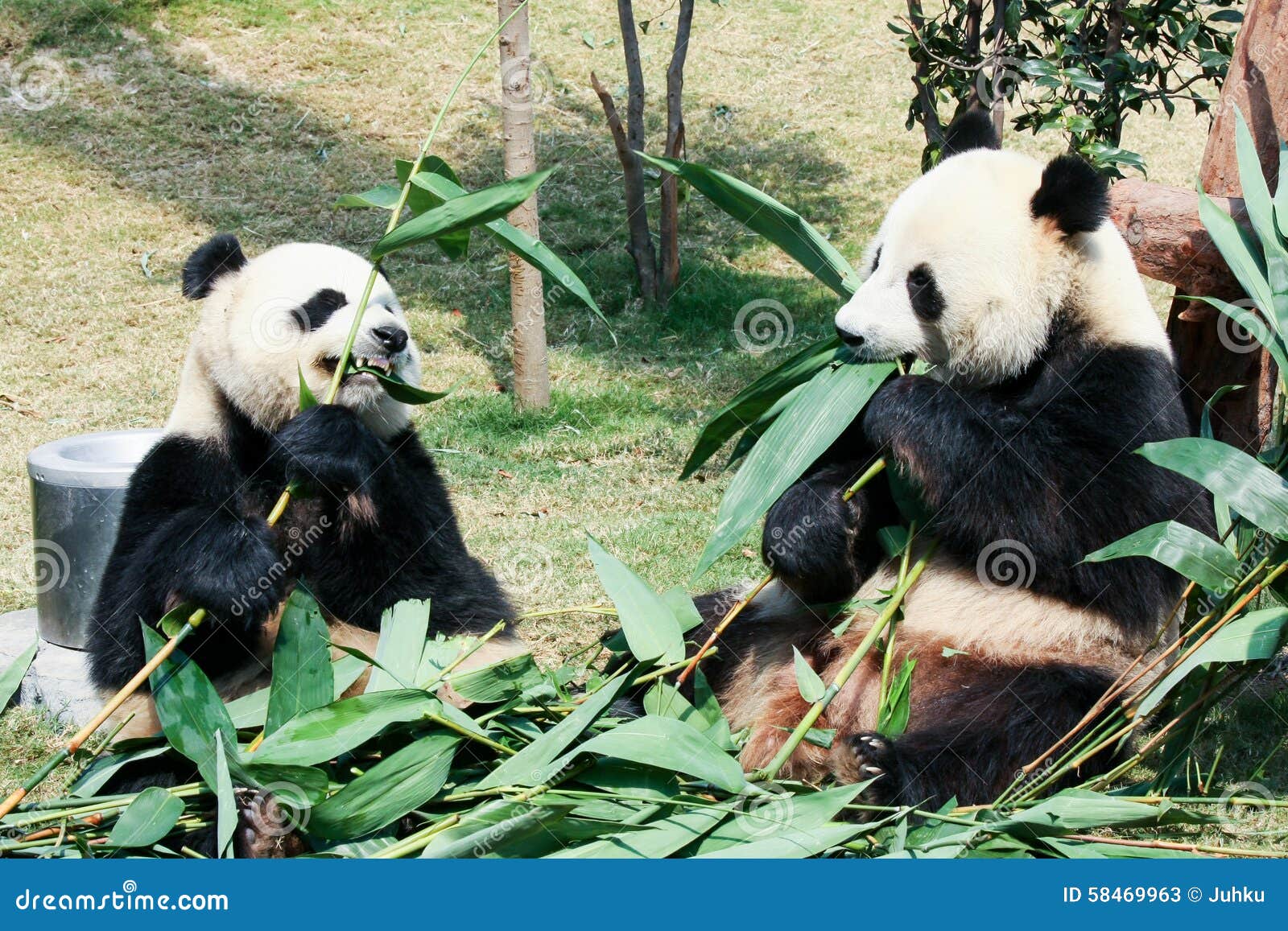 Two pandas eating bamboo stock image. Image of asia, grass - 58469963
