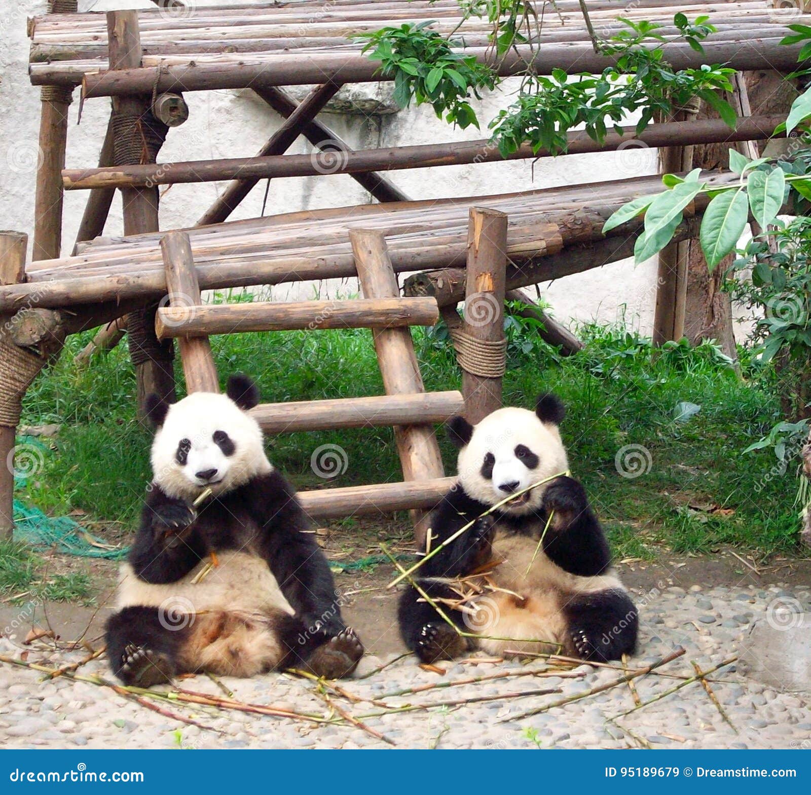 Two Pandas stock image. Image of mammals, panda, relax - 95189679