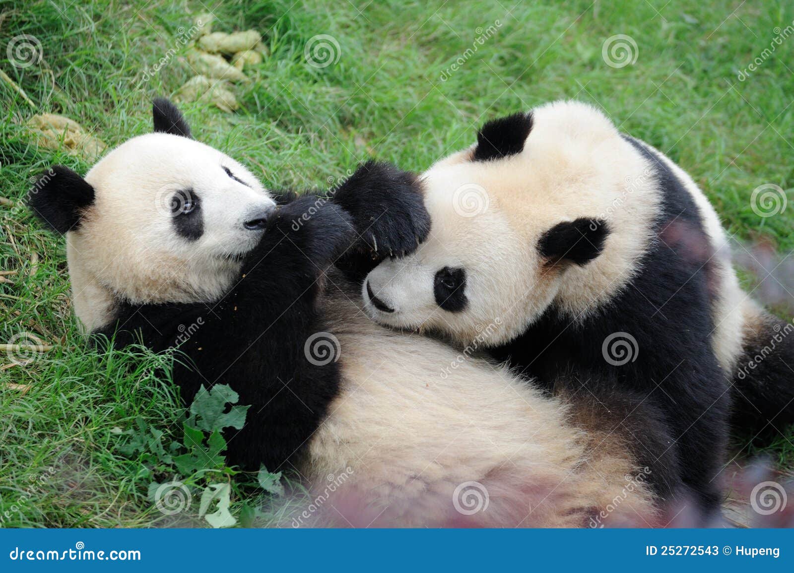 Two pandas are playing stock image. Image of giant, nature - 25272543