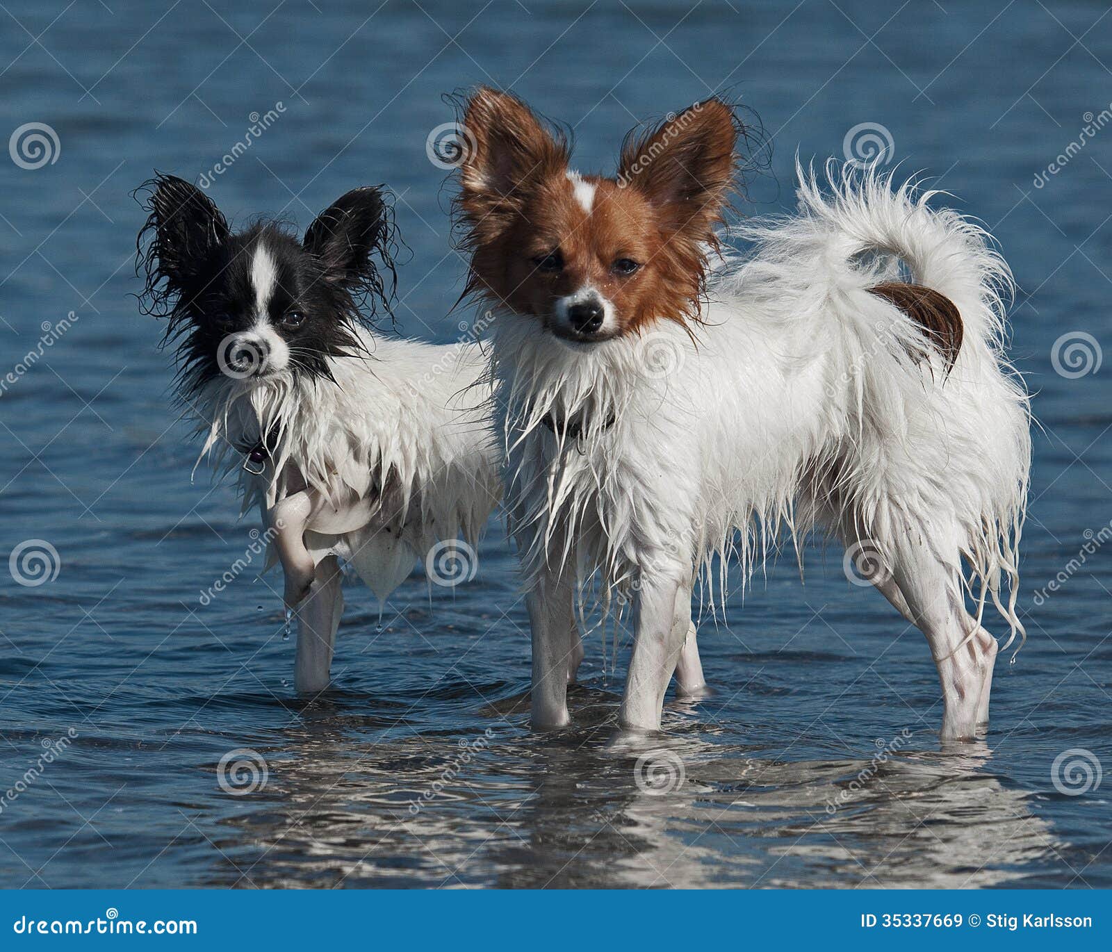 Two papillon 2 stock image. Image of funny, female, animal - 35337669