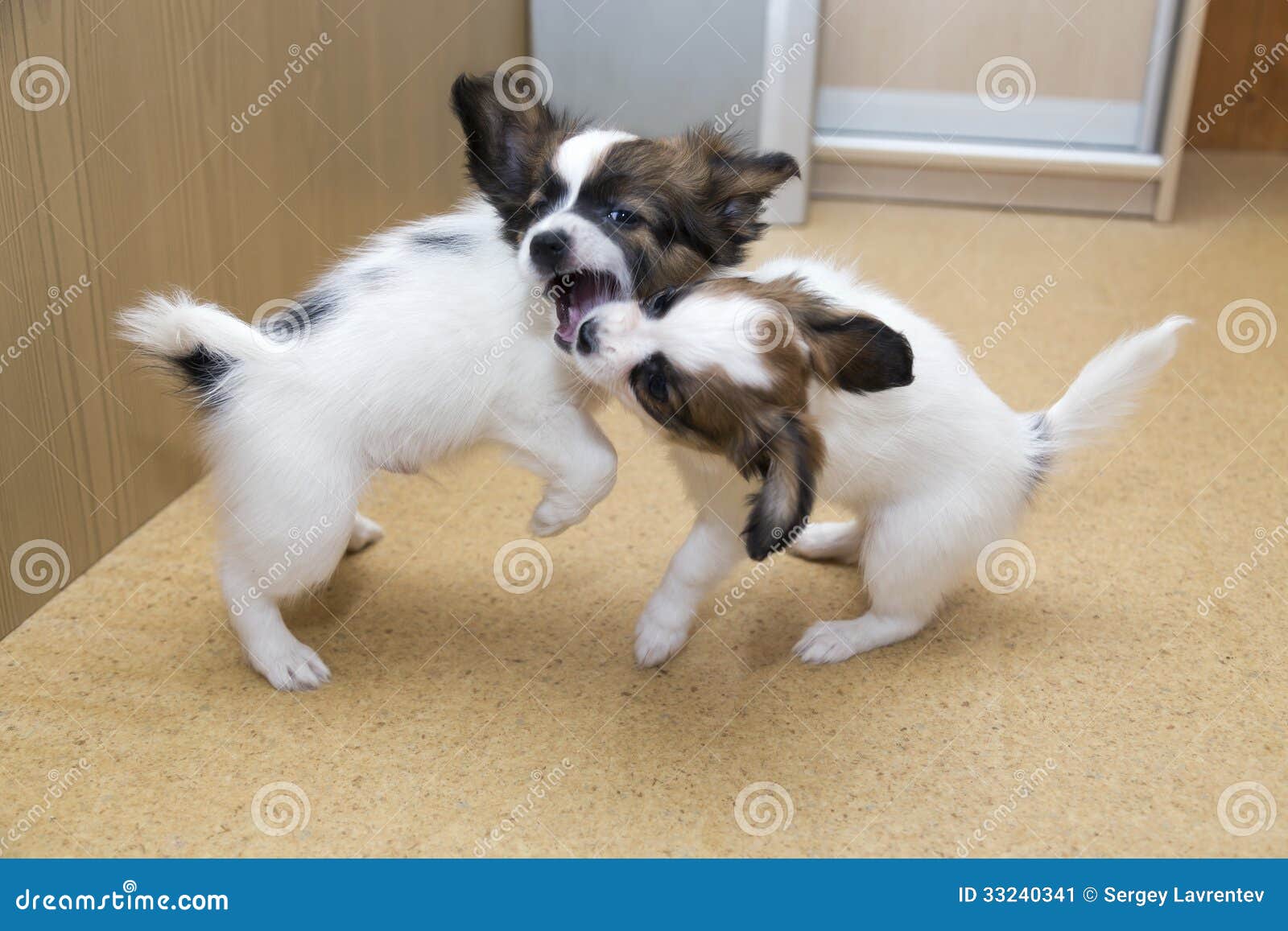 Two Papillon puppy playing stock image. Image of puppies - 33240341
