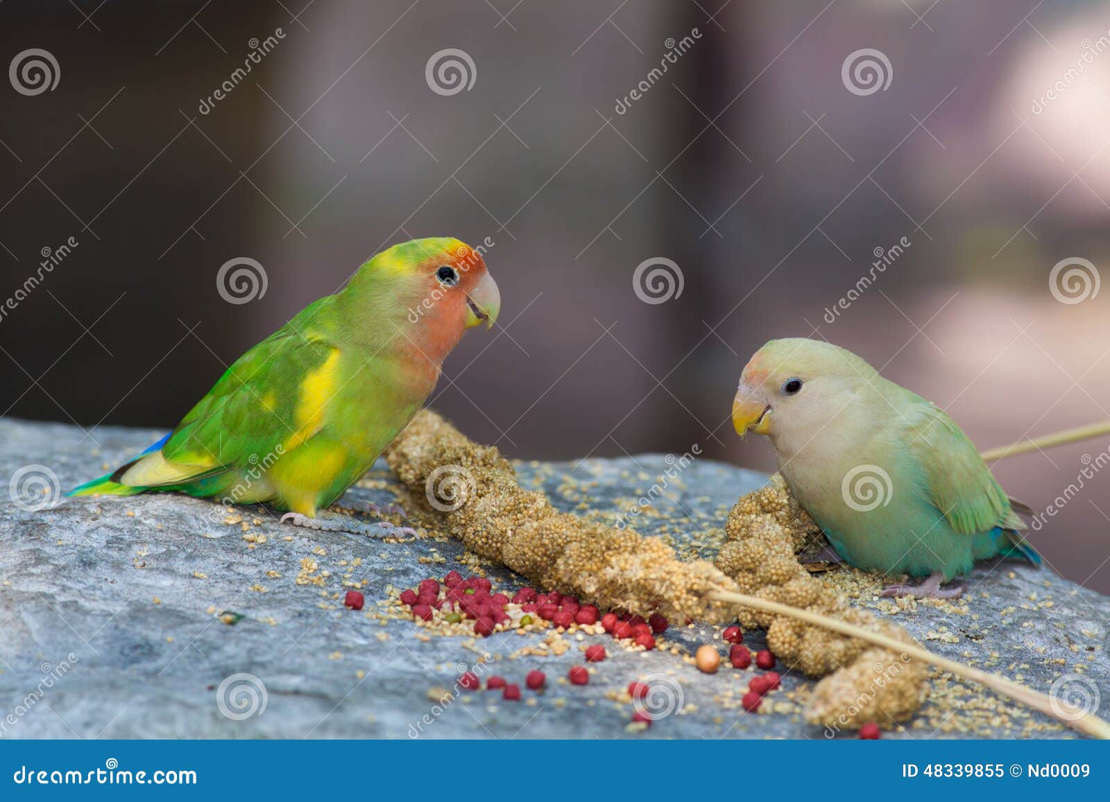 Two Parakeet Eating Millet on Rock Stock Image - Image of green ...