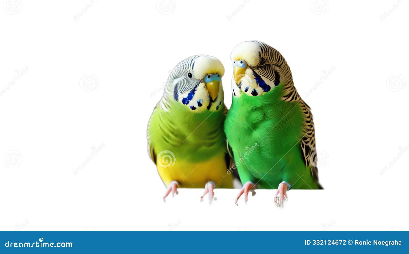 Two Parakeet on Transparency Background Stock Illustration ...