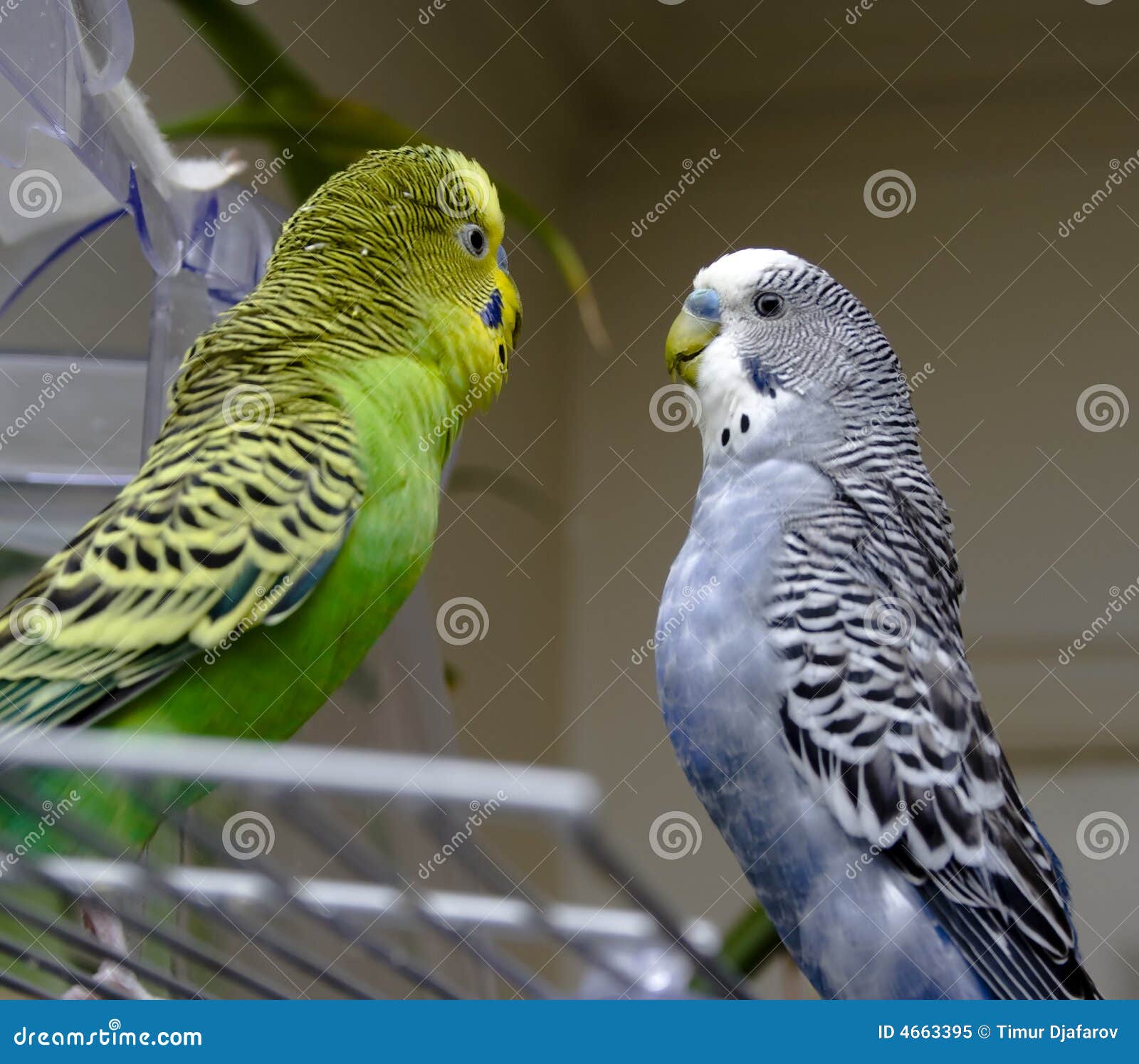 Two parakeets stock image. Image of orange, back, colored - 4663395