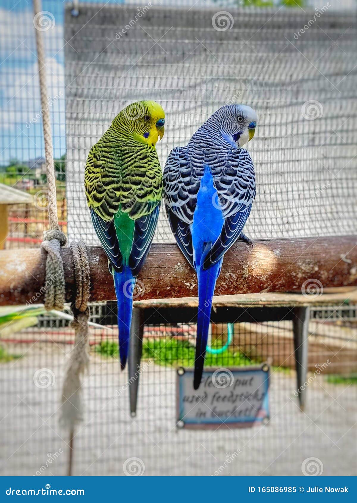 Two Parakeets Perching Together in Birdcage Stock Image - Image of ...