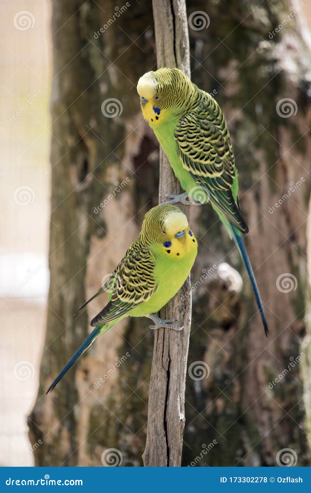The Two Parakeets are Resting on a Thin Branch Stock Photo - Image of ...