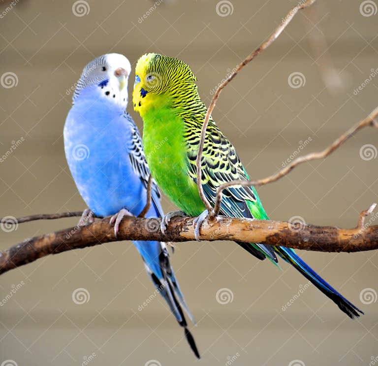 Two Parakeets stock image. Image of outside, fauna, outdoors - 33504049