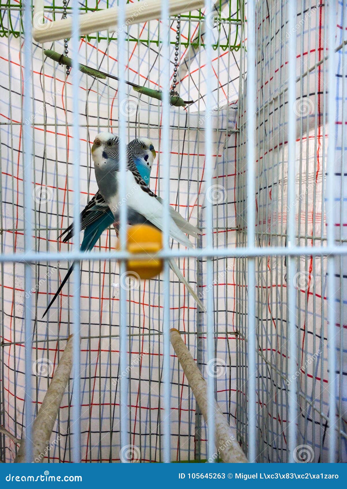 Two parakeets in symmetry stock image. Image of enclosed - 105645263