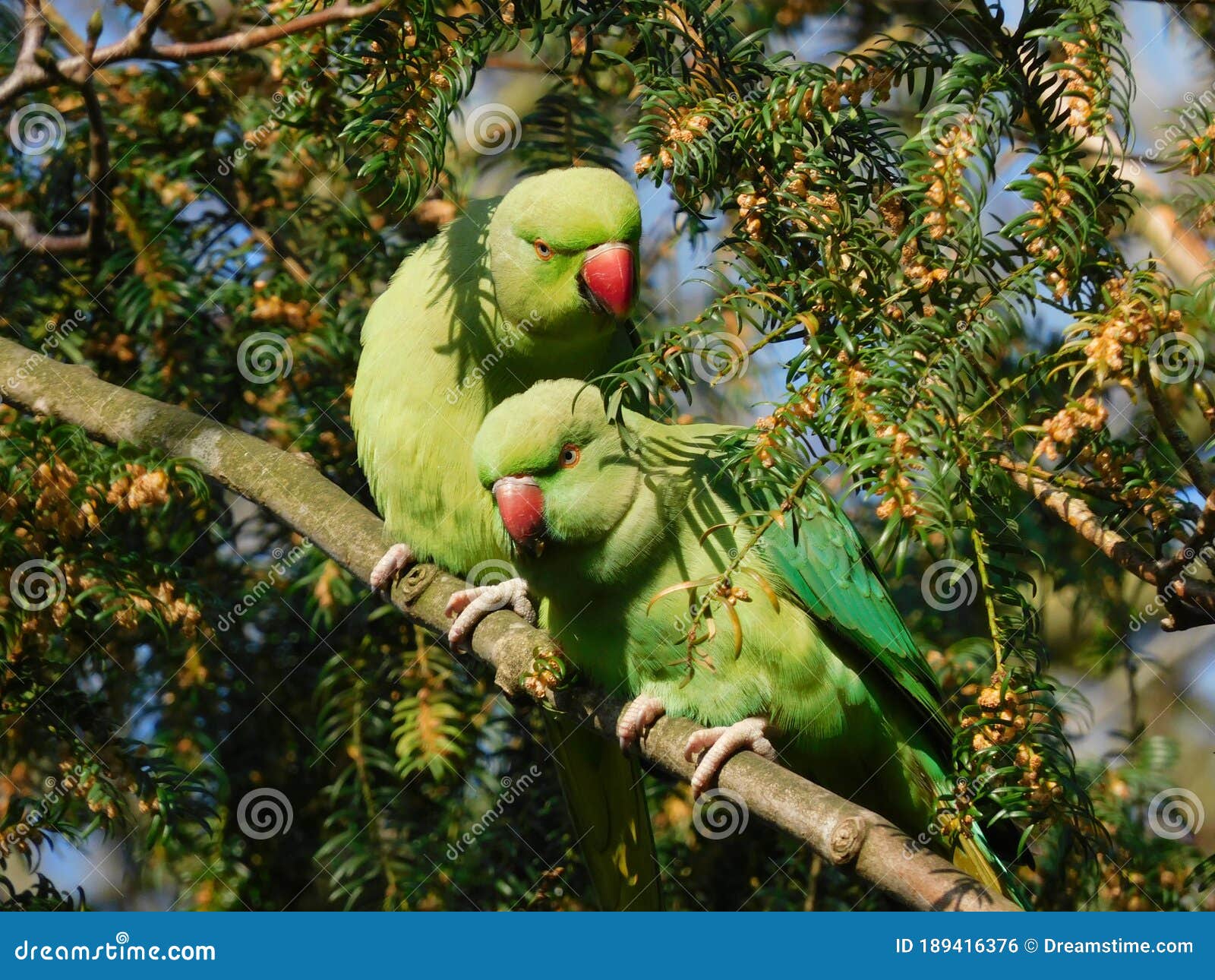 Two parakeets in tree stock photo. Image of tree, leaf - 189416376
