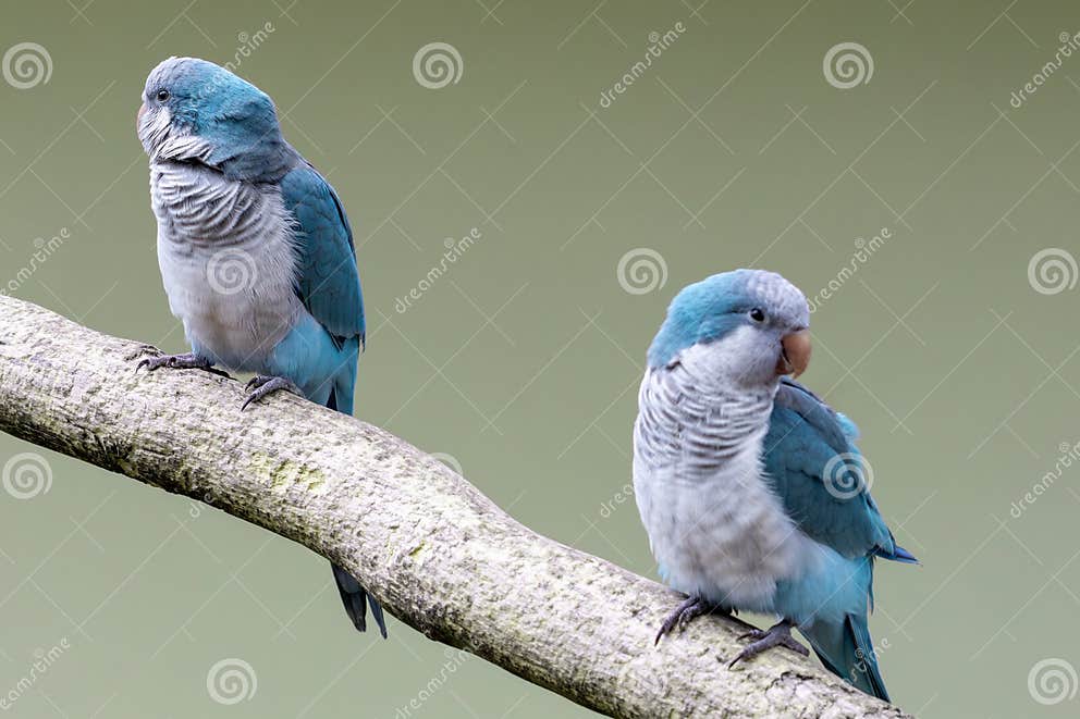 Two Parakeets stock image. Image of branch, perched - 334416763