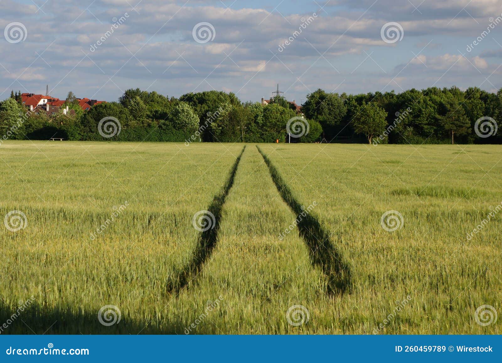 Two Parallel Lines in a Green Wheat Field Stock Image - Image of lines ...