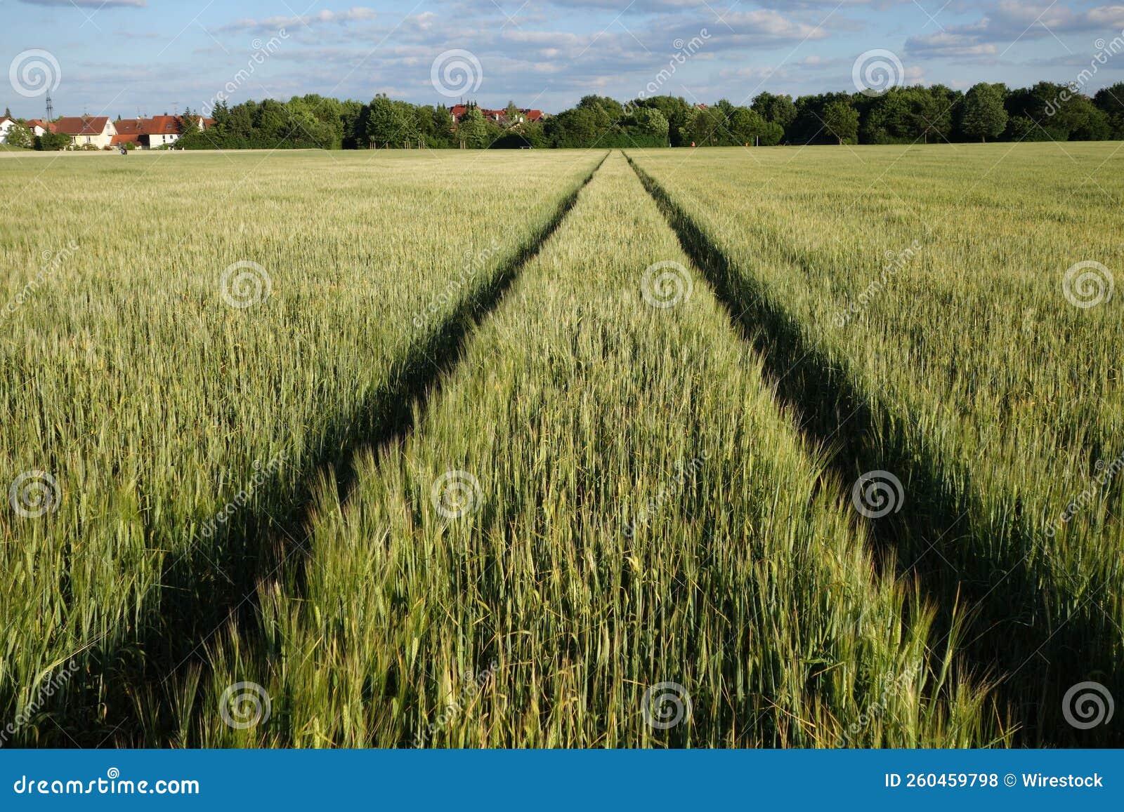 Two Parallel Lines in a Green Wheat Field Stock Photo - Image of ...