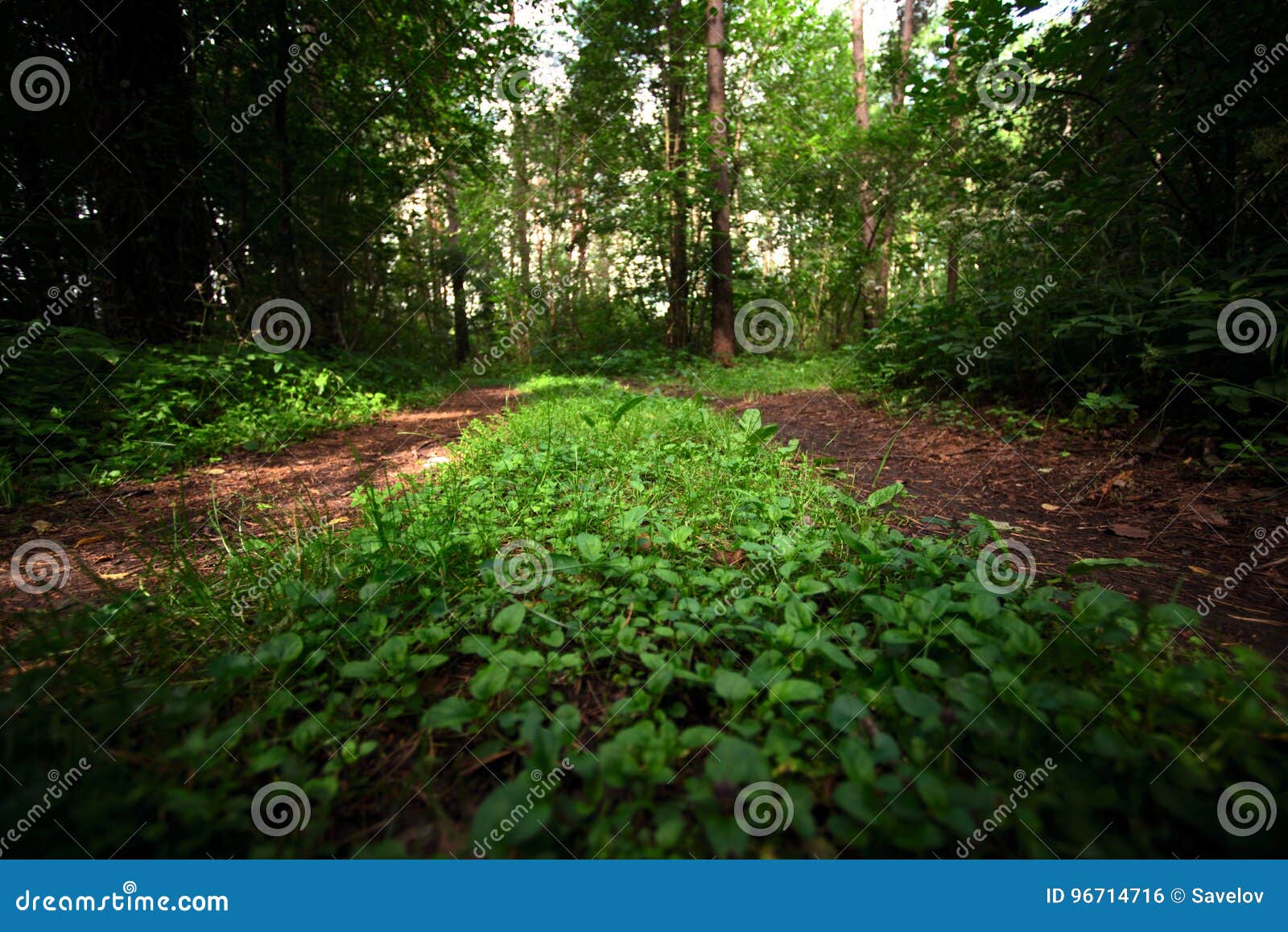 Two parallel paths stock photo. Image of landscape, mysterious - 96714716