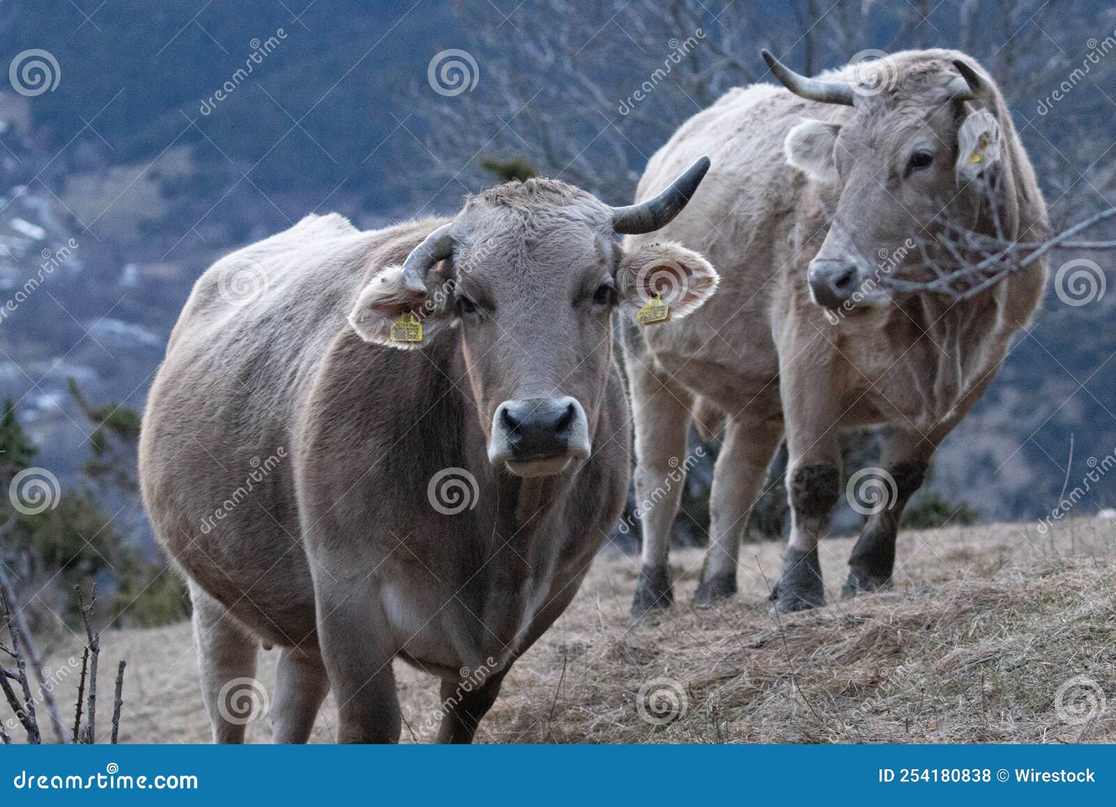 Two Parda De Montana Looking at the Camera Grazing in the Field Stock ...